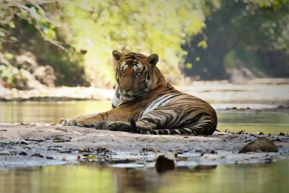 Parambikulam Tiger Reserve | Official Website of Parambikulam Tiger ...