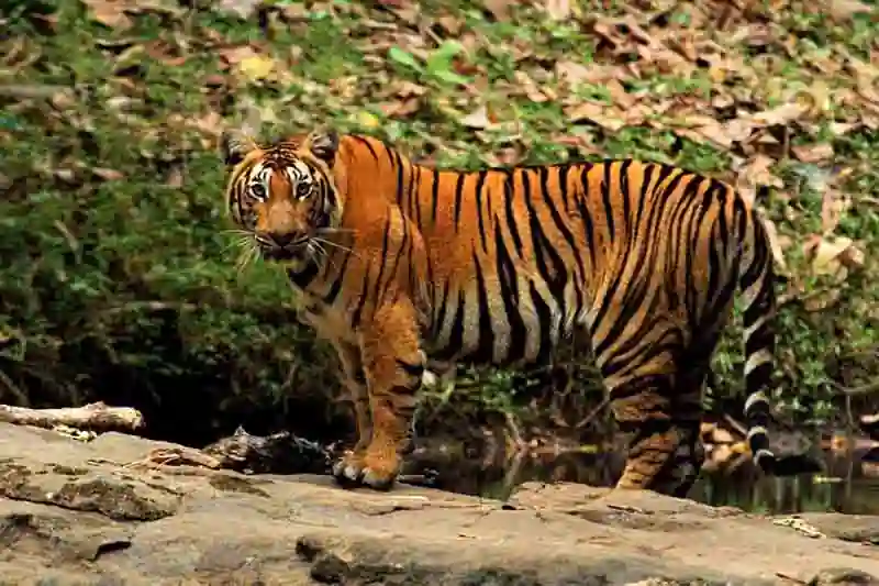 Parambikulam Tiger Reserve | Official Website of Parambikulam Tiger ...