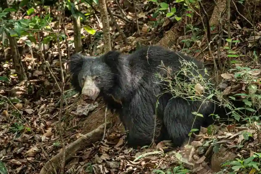 Parambikulam Tiger Reserve | Official Website of Parambikulam Tiger ...