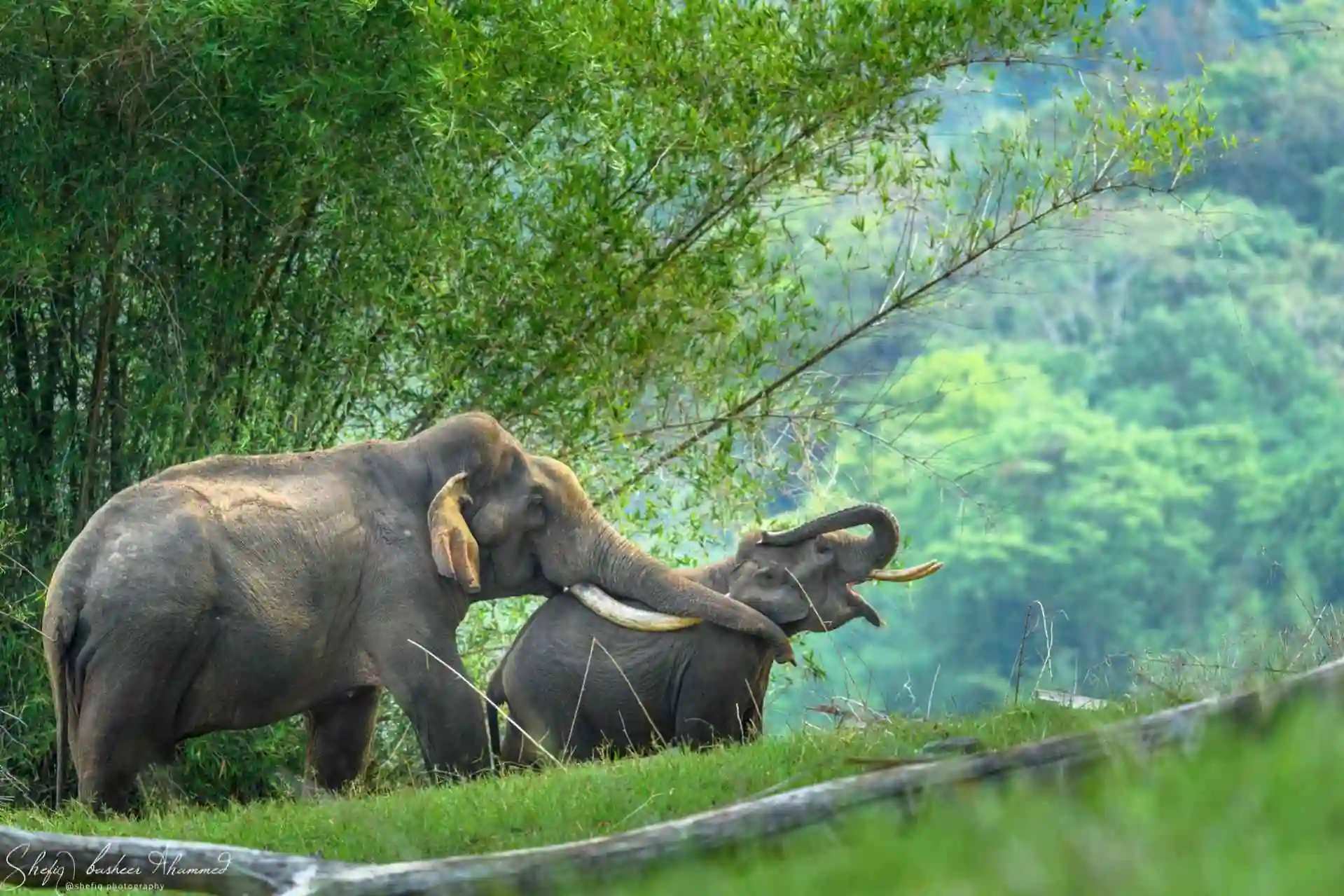 Parambikulam Tiger Reserve | Official Website of Parambikulam Tiger ...